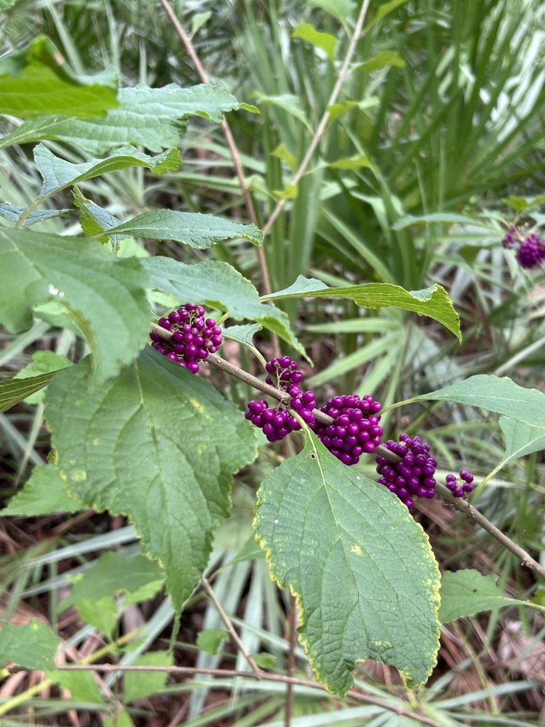 American beautyberry from Lettuce Lake Conservation Park, Tampa, FL, US ...
