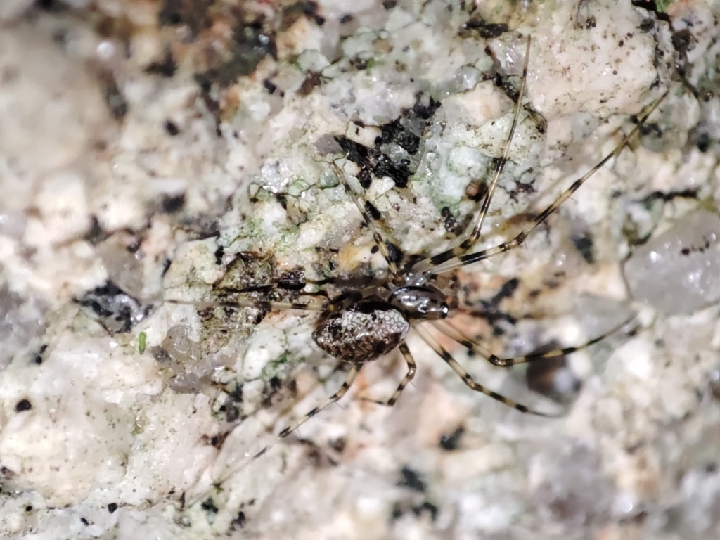 Invisible Spider from 2710 Sintra, Portugal on September 3, 2023 at 05: ...