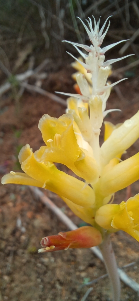 Wild Viooltjie from Paarl, South Africa on September 2, 2023 at 02:45 ...