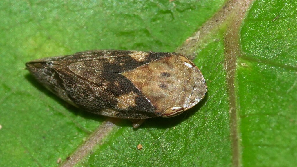 Clovia conifera from 8W49+RHX, Navghar, Maharashtra 401208, India on ...