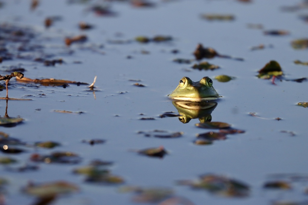 American Bullfrog from Spokane County, WA, USA on September 1, 2023 at ...
