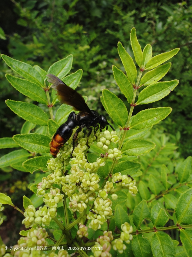 Megascolia azurea from Nanjing, CN-JS, CN on September 3, 2023 at 11:14 ...