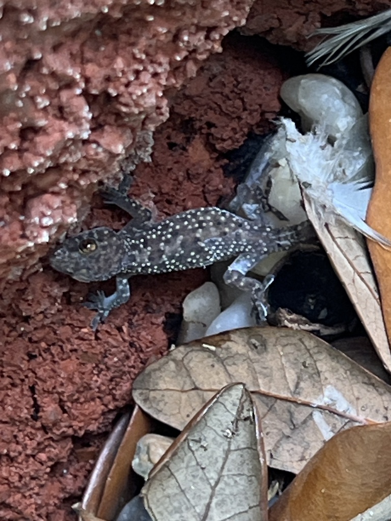 Mediterranean House Gecko from S Summit Canyon Ct, Houston, TX, US on ...
