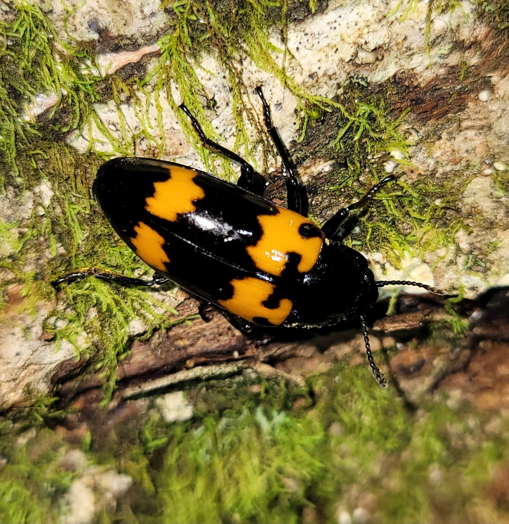 Pleasing Fungus Beetle in September 2023 by Ray Simpson · iNaturalist