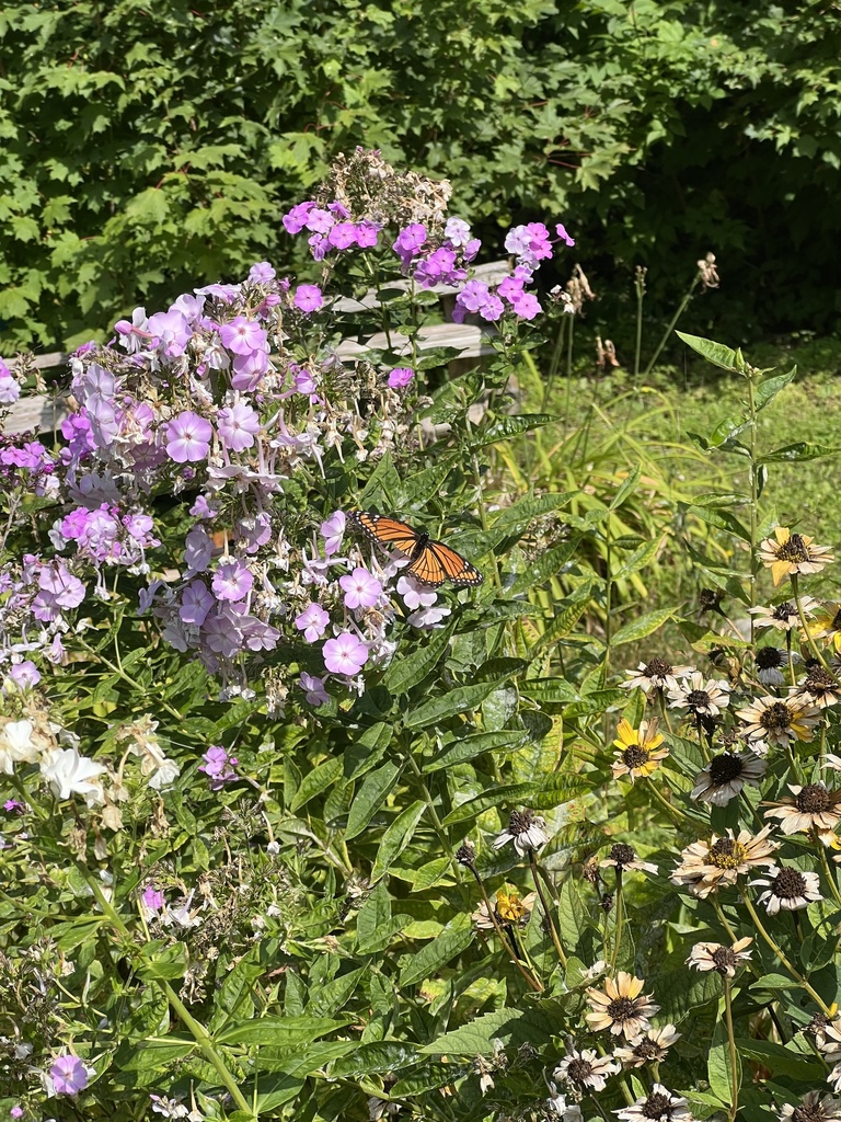 Viceroy from Douro 1st Line, Douro-Dummer, ON, CA on September 2, 2023 ...