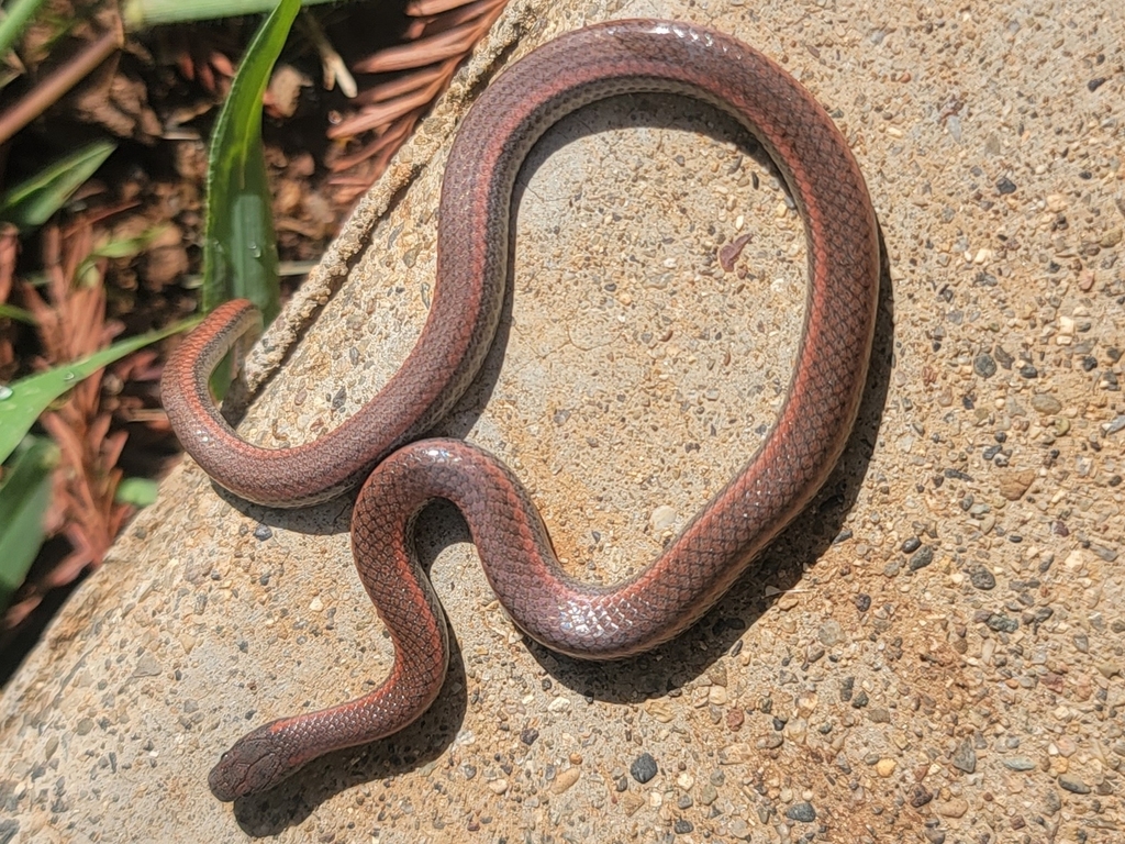 Sharp-tailed Snake from Victor Estates, Redding, CA 96002, USA on ...