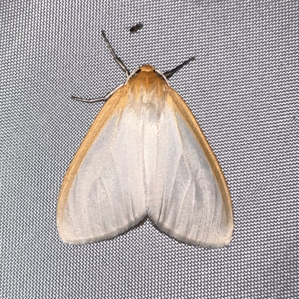 Delicate Cycnia Moth in August 2023 by solomon hendrix · iNaturalist