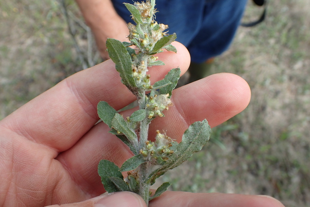 Pennsylvania Everlasting (Plants of Dallas/Fort Worth) · iNaturalist