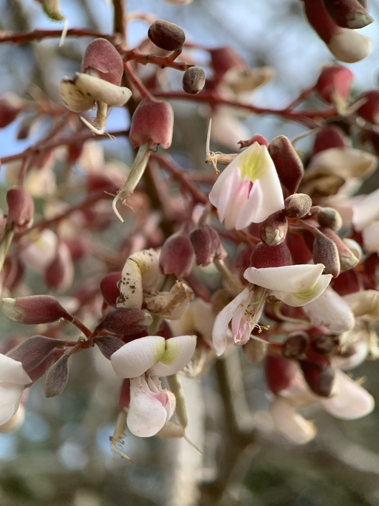 Stinkwood (Piscidia carthagenensis) - Botanical Realm