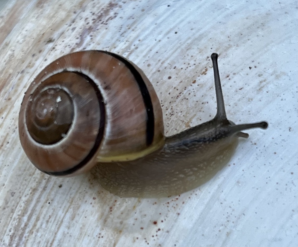 Brown-lipped Snail from Basset St, Lynn, MA, US on September 3, 2023 at ...