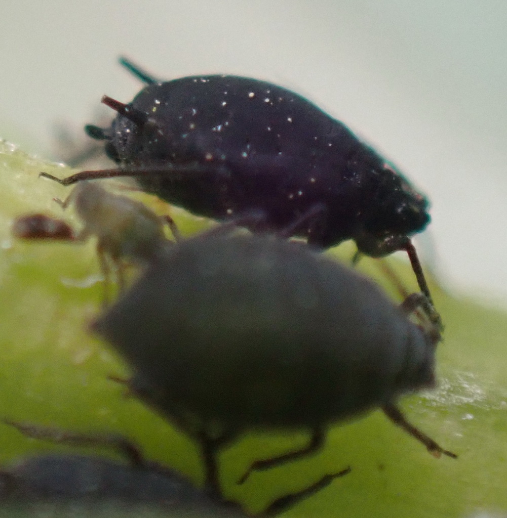 Aphis from Heimersrivier Rd to De Rust, Garden Route District ...