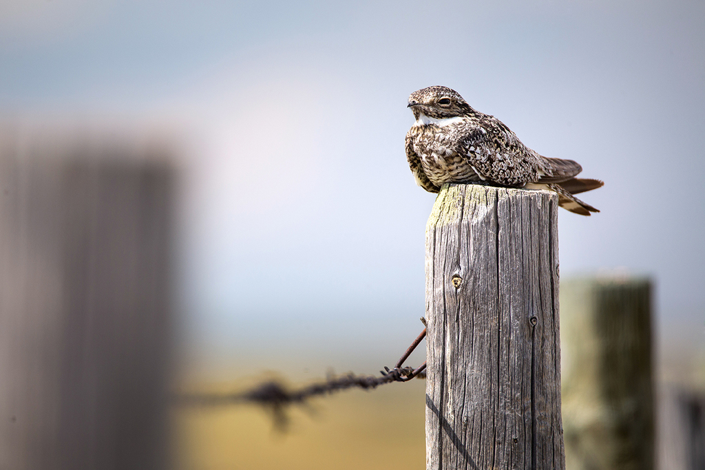 Common Nighthawk from Division No. 1, AB, Canada on July 19, 2018 at 07 ...