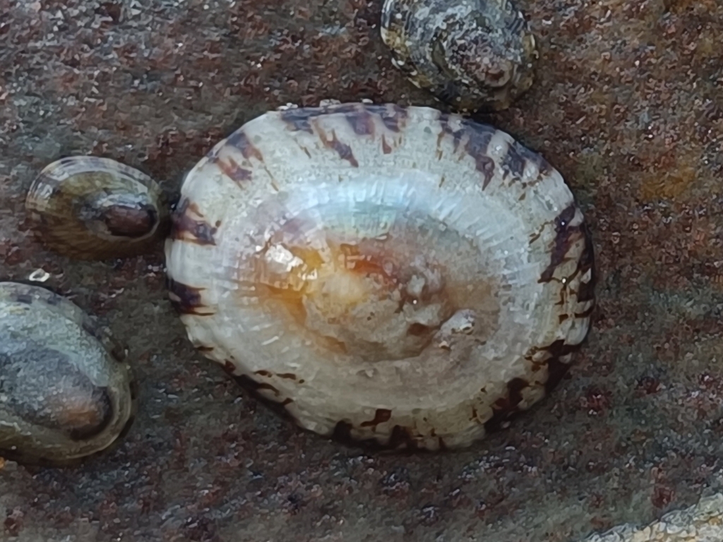 Cellana strigilis from P8CQ+767, Jalari Peta, Visakhapatnam, Andhra ...