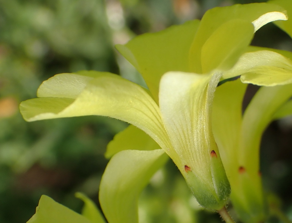 Bermuda buttercup from Heimersrivier Rd to De Rust, Garden Route ...