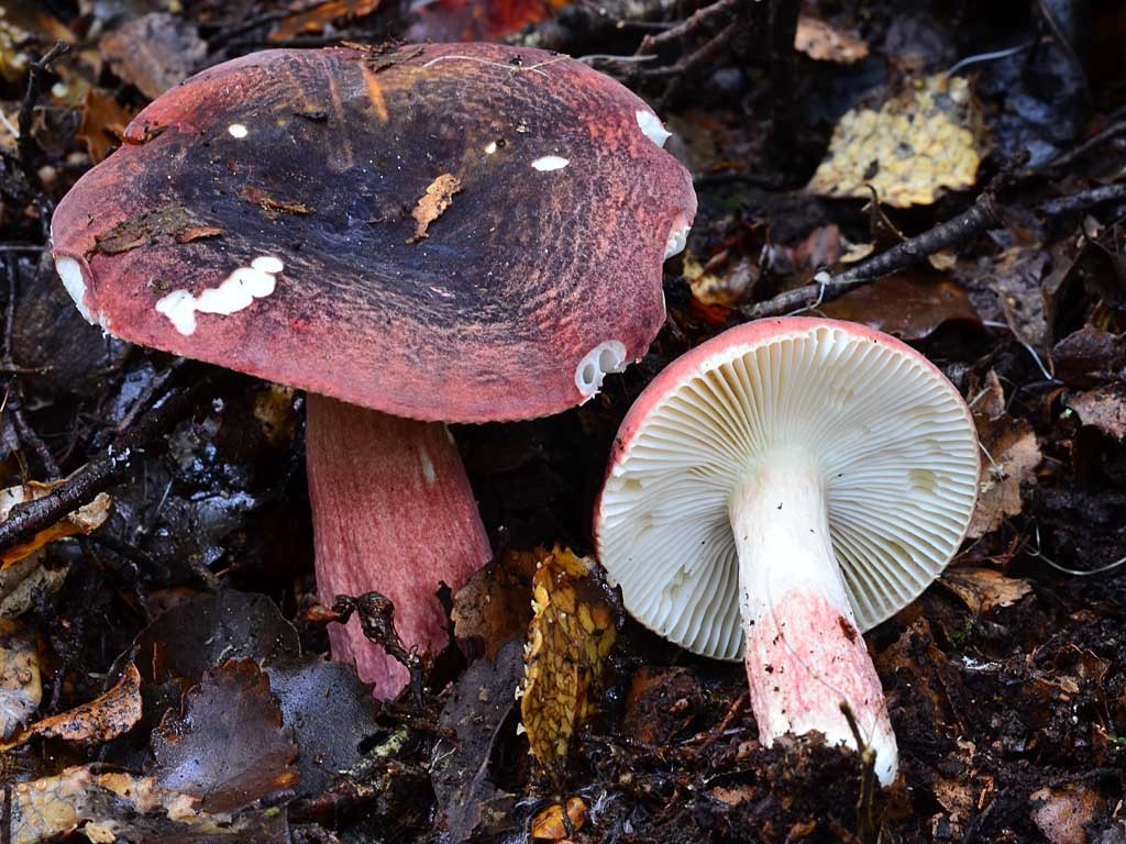 Russula atroviridis from Tangiwai, New Zealand on May 23, 2014 at 09:26 ...