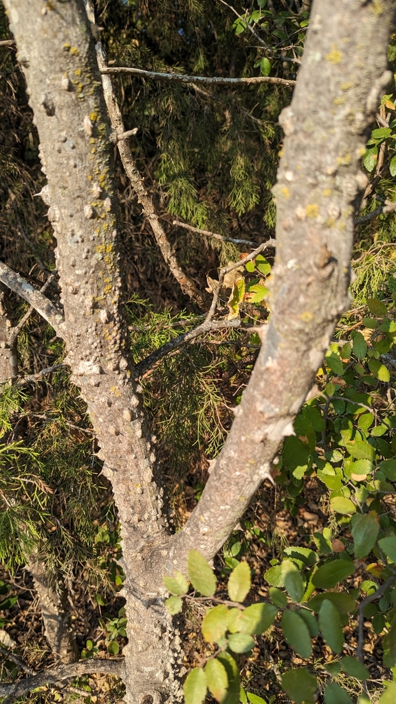 Hercules' club from Allen, TX 75013, USA on August 31, 2023 at 08:31 AM ...