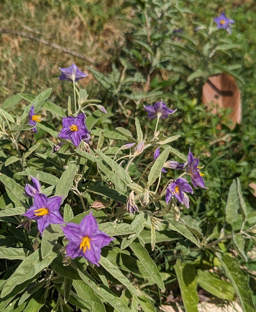 silverleaf nightshade from Monte Vista, San Antonio, TX 78212, USA on ...
