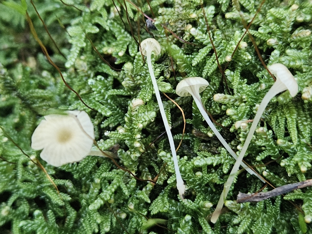 Mosscap from Westmoreland County, US-PA, US on September 2, 2023 at 10: ...