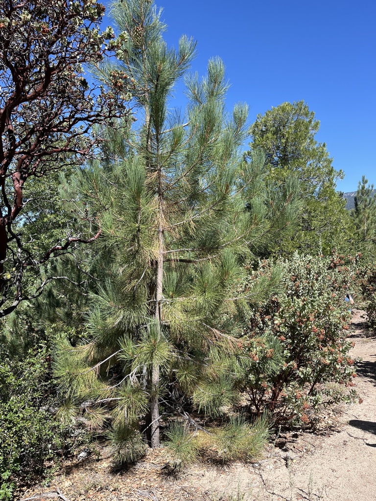 Coulter pine from San Bernardino National Forest, Pine Cove, CA, US on ...
