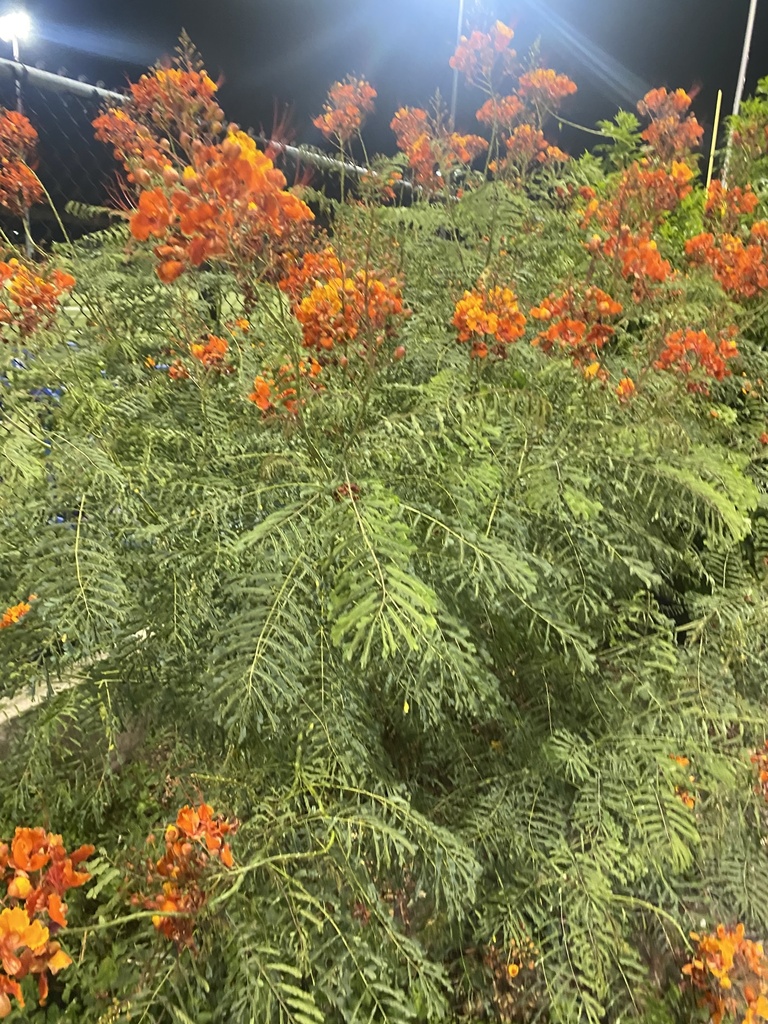 peacock flower from The University of Texas at San Antonio, San Antonio ...