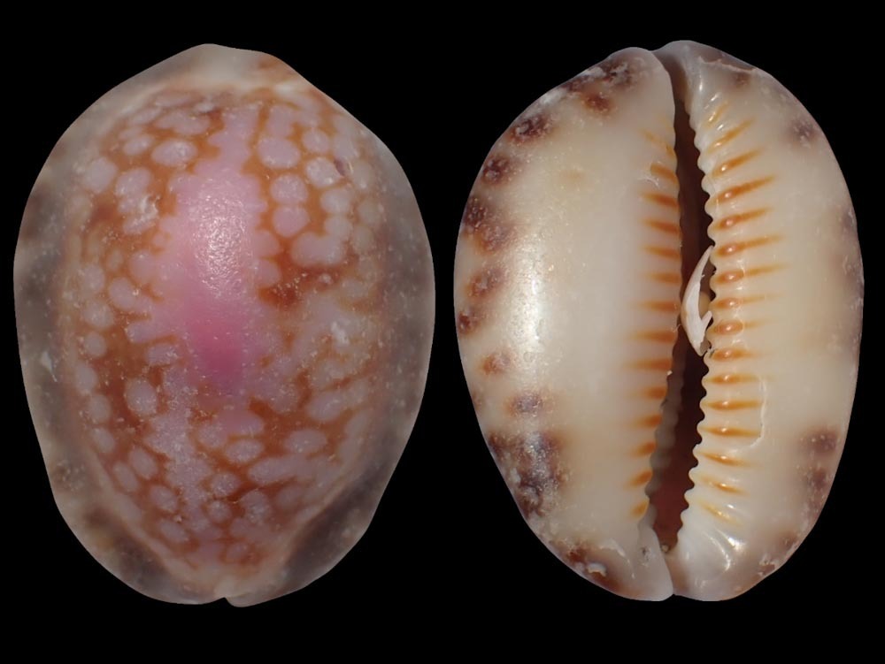 Depressed Cowrie from Aur Atoll, RMI on August 2, 2023 at 07:10 AM by ...