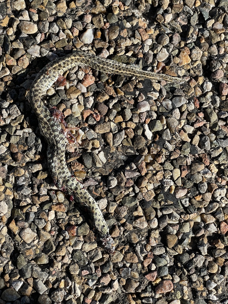 Checkered Garter Snake from Avenue A, Causey, NM, US on September 3 ...