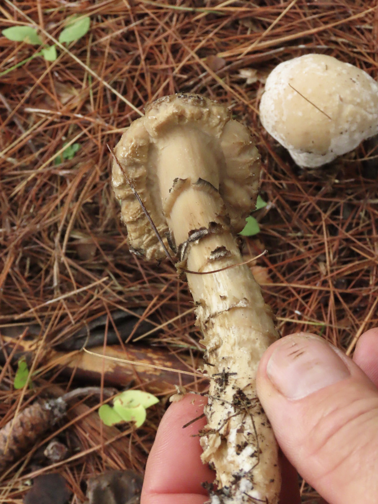 amanita mushrooms and allies from Upton, MA, USA on August 16, 2023 at ...