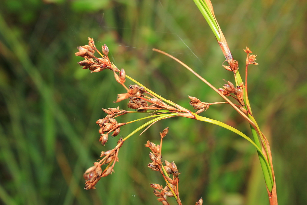 Swamp Sawgrass from 40600 Biscarrosse, France on September 3, 2023 at ...