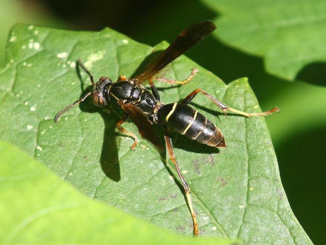 Dark Paper Wasp from Alley Park, Queens, NY, USA on September 1, 2023 ...