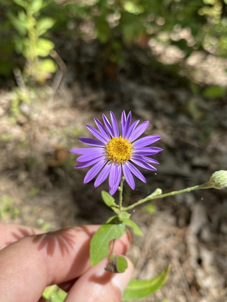 late purple aster in September 2023 by jim · iNaturalist