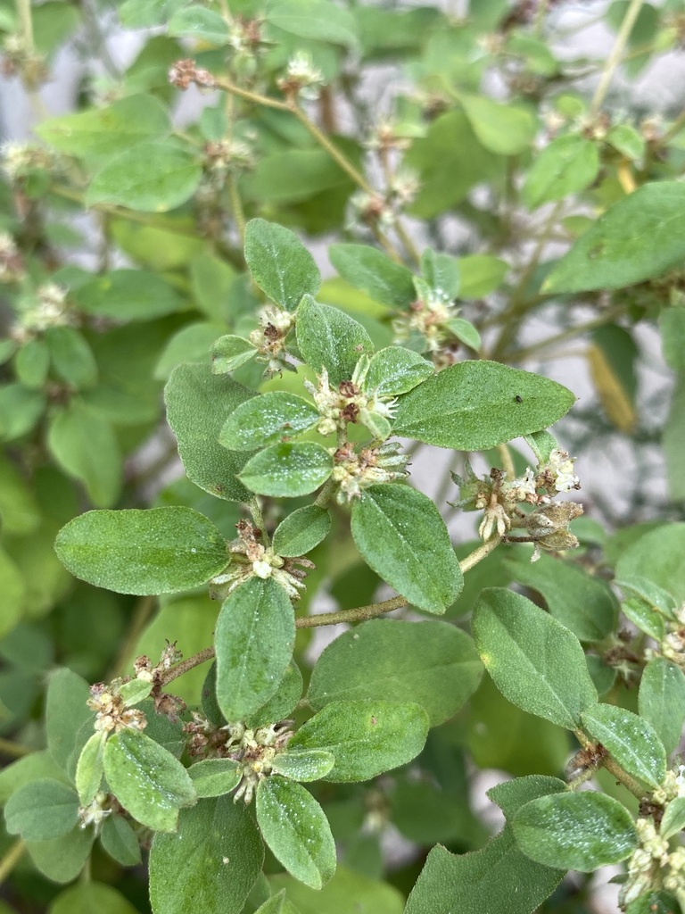 Prairie Tea in September 2023 by Jim Oehmke · iNaturalist