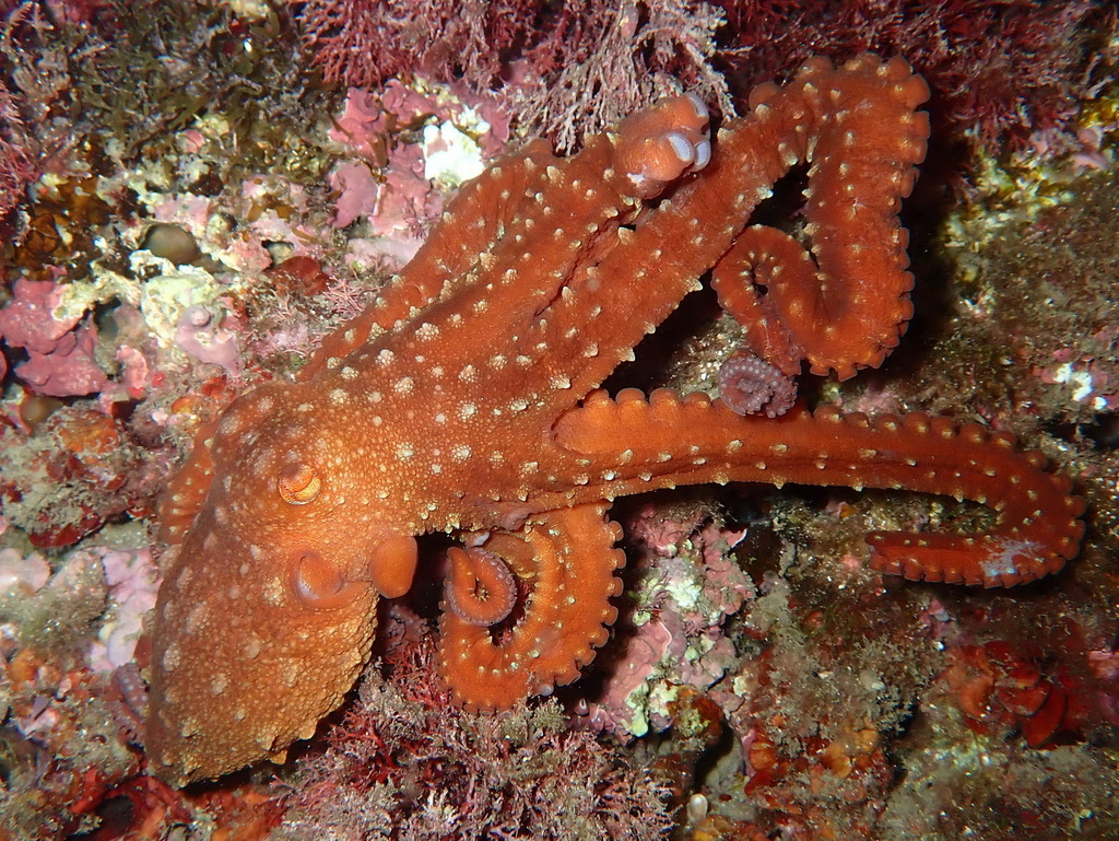 Atlantic White-spotted Octopus from Saména, Marseille, France on ...