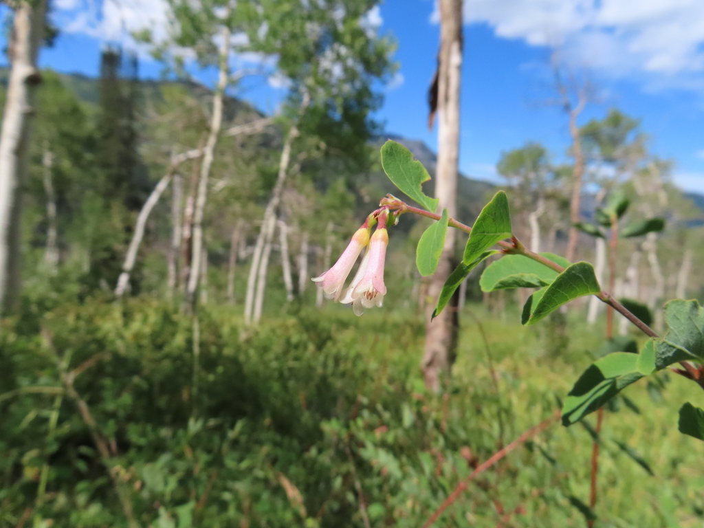 Roundleaf Snowberry from Salt Lake County, UT, USA on August 17, 2023 ...