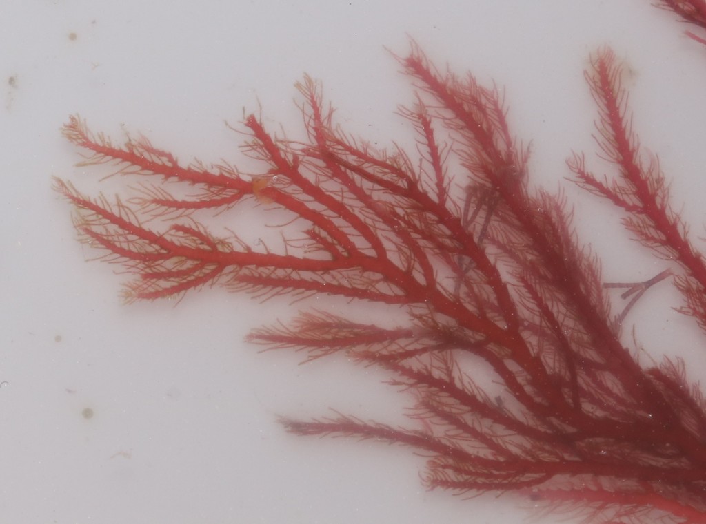 red algae from Soetwater, S of Kommetjie on March 19, 2018 at 08:09 PM ...