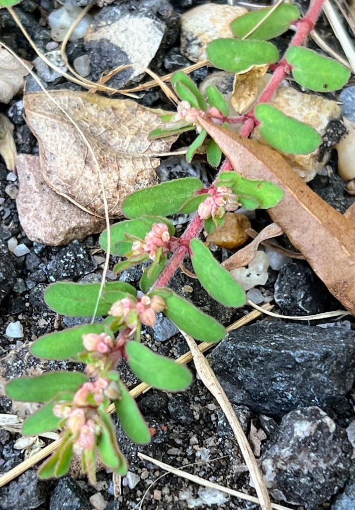 Spotted spurge from Prince George's County, MD, USA on September 3 ...