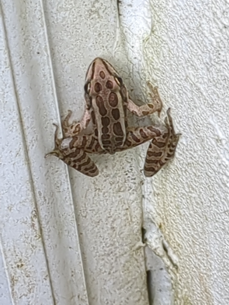 Pickerel Frog from 20902 on September 3, 2023 by Nieves Santos ...