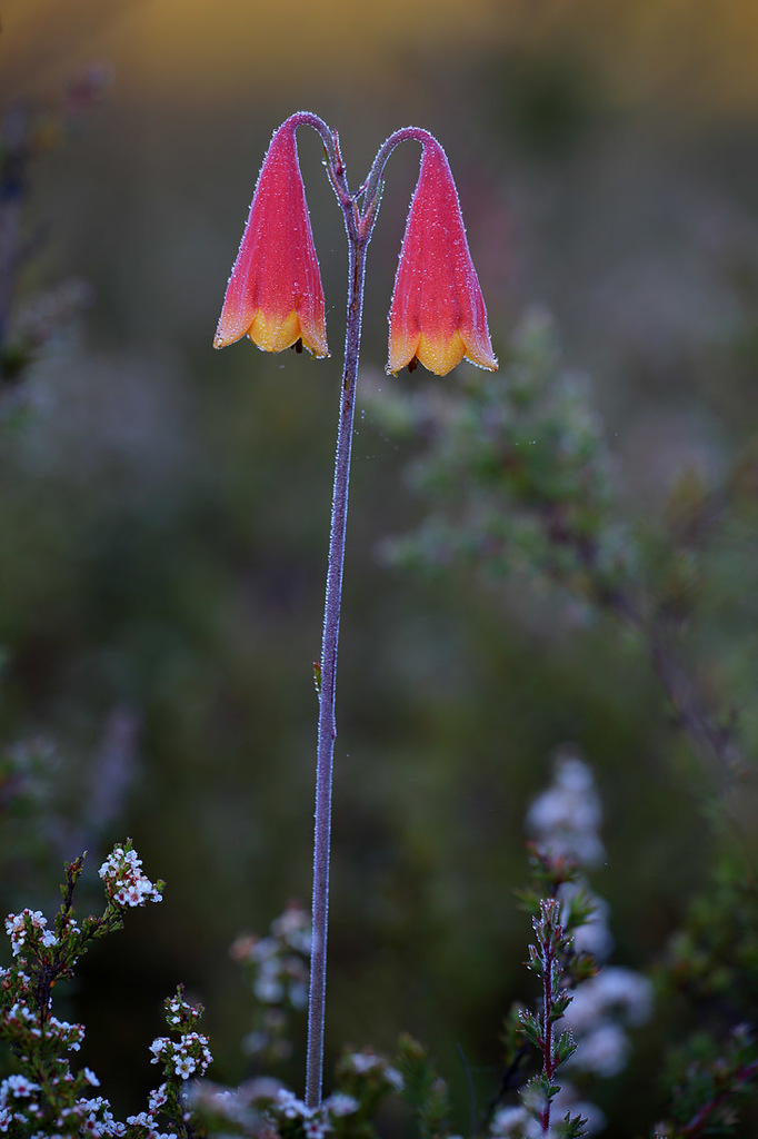 large Christmas bells (Blandfordia grandiflora) - Botanical Realm