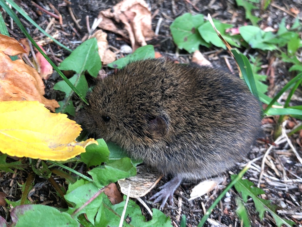 Western Meadow Vole (Microtus drummondii) - Know Your Mammals