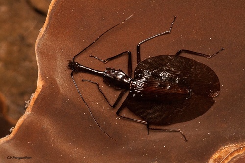 Mormolyce quadraticollis · iNaturalist Ecuador