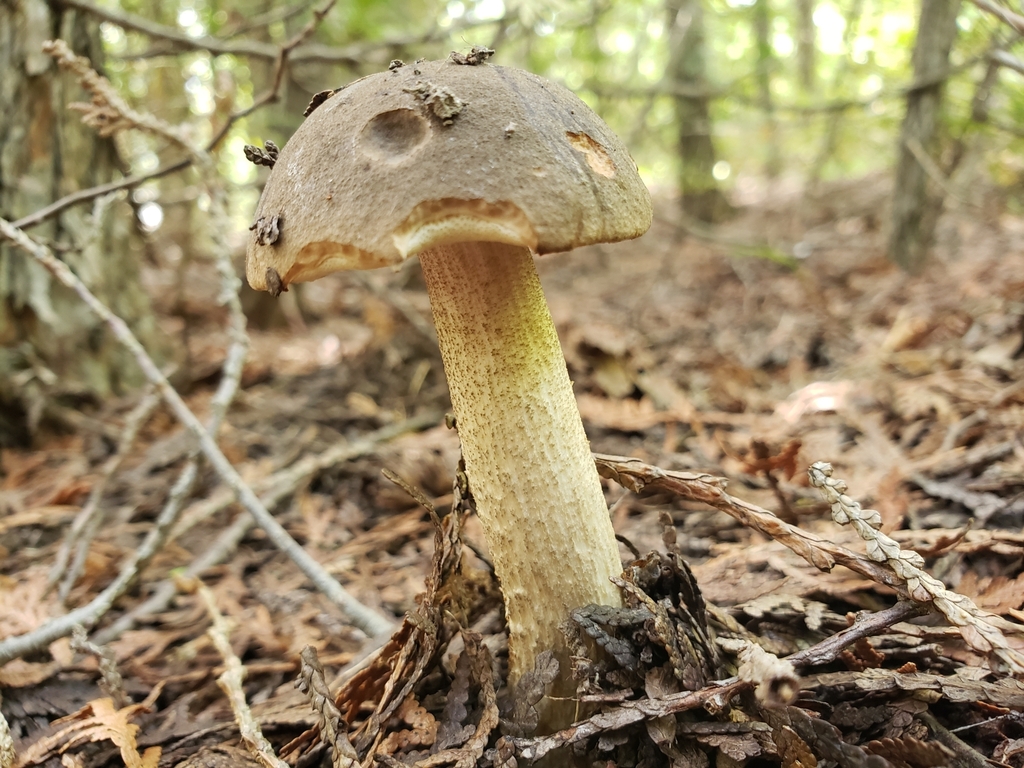 Ghost Bolete from Miller Lake, ON N0H 1Z0, Canada on September 3, 2023 ...