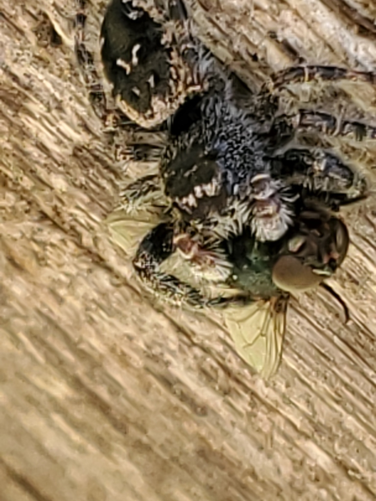 Boreal Tufted Jumping Spider from Fergus County, MT, USA on September 3 ...