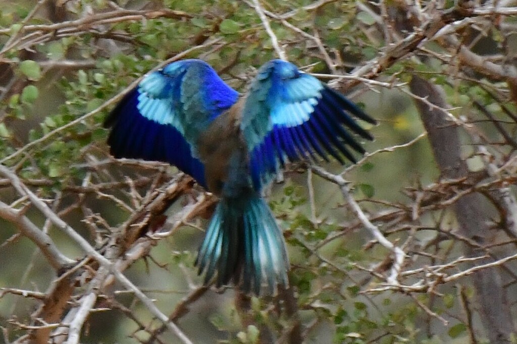 Lilac-breasted Roller from WQVR+FPW, Unnamed Road, Zange, Tanzania on ...