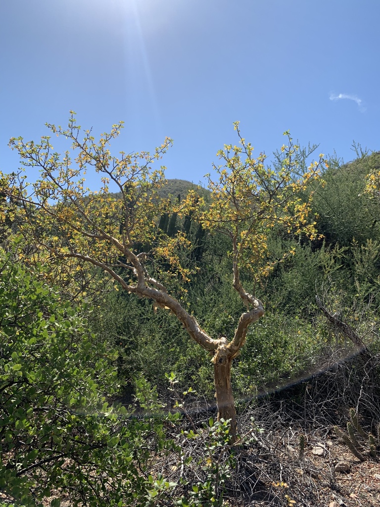 Mexican Frankincense from La Paz, La Paz, BCS, MX on February 18, 2019 ...