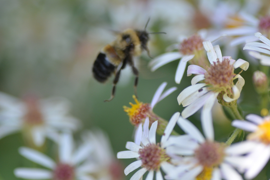 Rusty-patched Bumble Bee in September 2023 by maryrose375 · iNaturalist