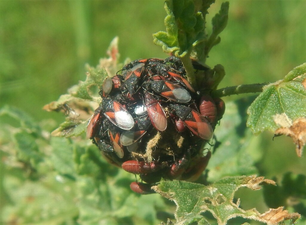 Lime seed bug from La Creu, 03503 Benidorm, Alicante, España on June 6 ...