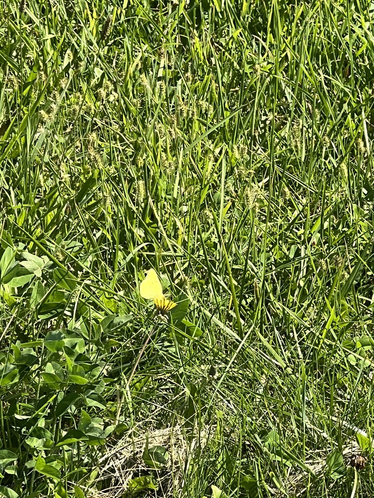 Clouded Sulphur from Gossard Dr, Wooster, OH, US on September 1, 2023 ...
