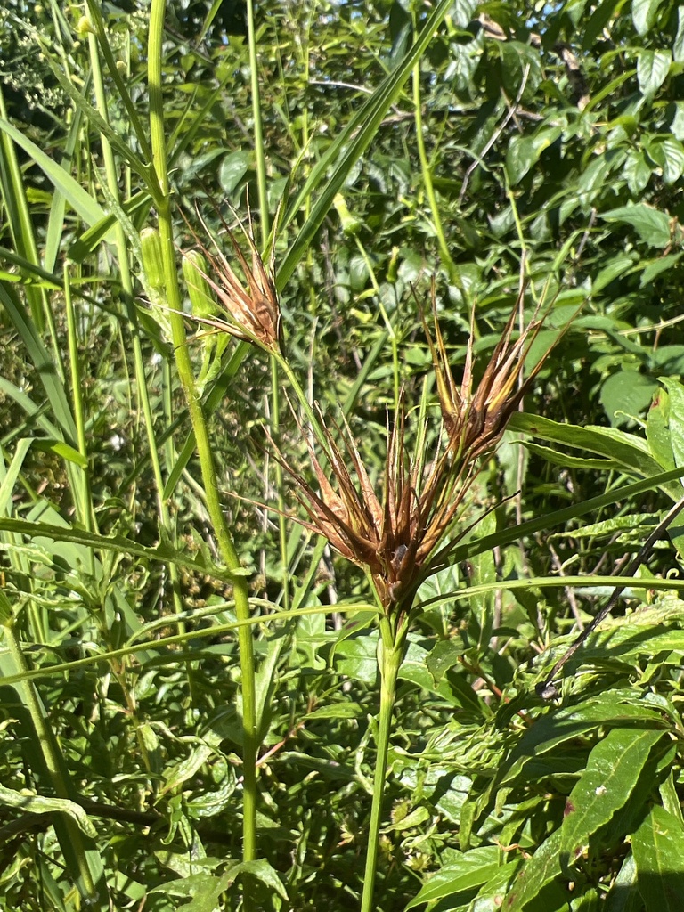 Tall Beakrush from Indiana Dunes National Lakeshore, Porter County, US ...