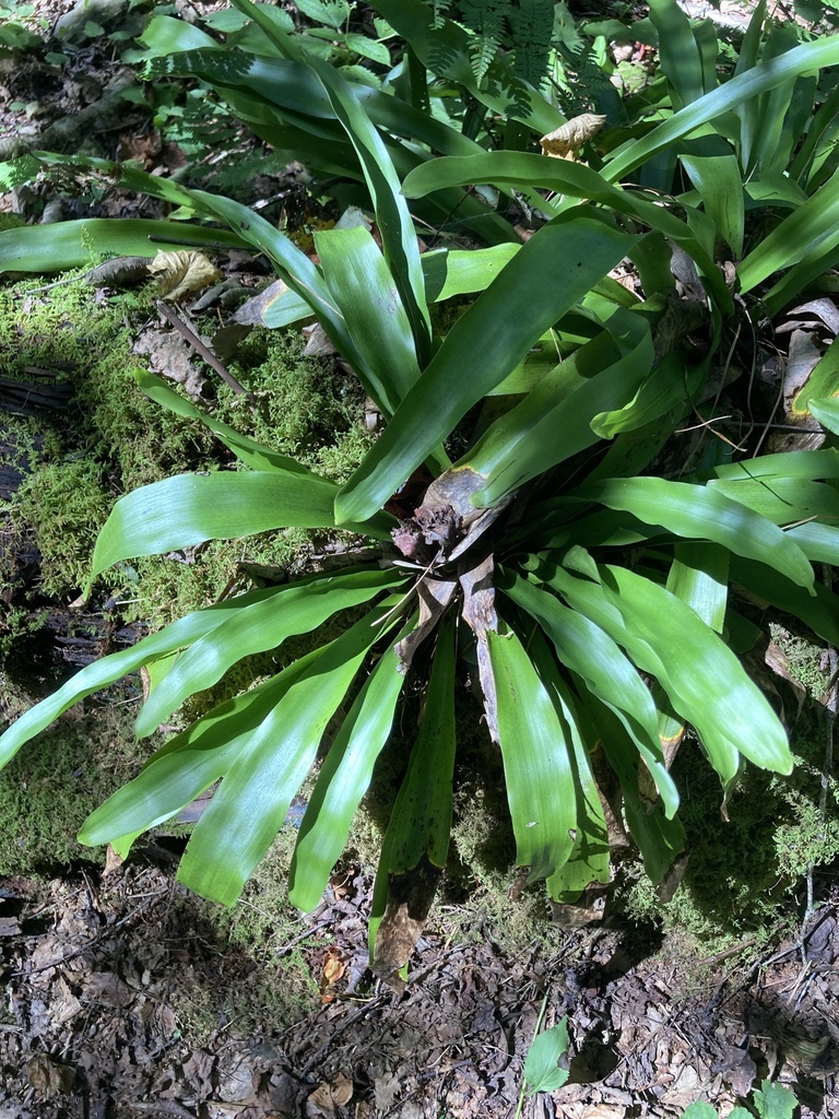 Fraser's Sedge from New River Gorge National Park and Preserve, Beaver ...
