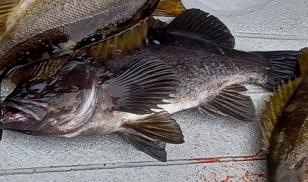 Black rockfish from Kodiak Island Borough, AK, USA on August 25, 2023 at 12:59 PM by Jerry ...