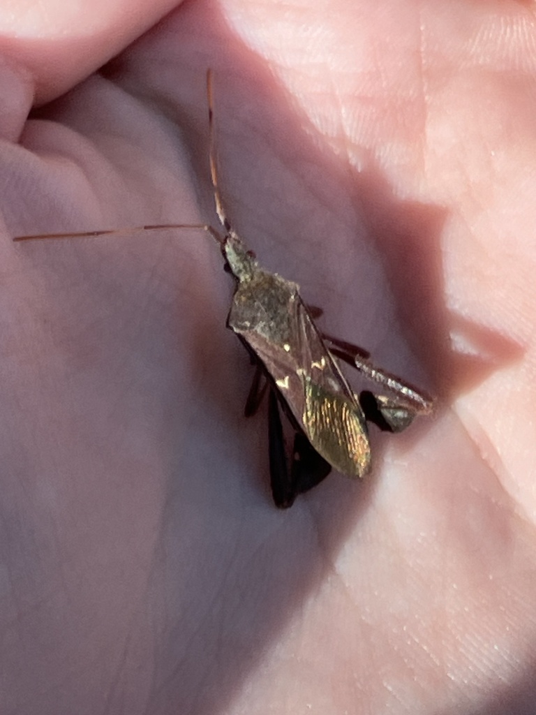 Northern Leaf-footed Bug from Forestgate Park, Spring, TX, US on ...